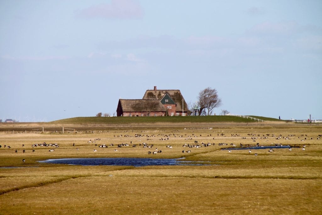 Rauszeit: Ein Kurztrip auf die Hallig Hooge • Wandern