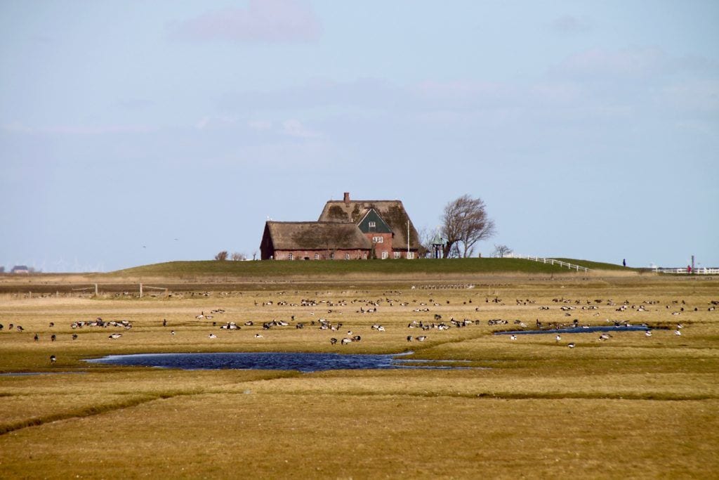 Rauszeit: Ein Kurztrip auf die Hallig Hooge • Wandern